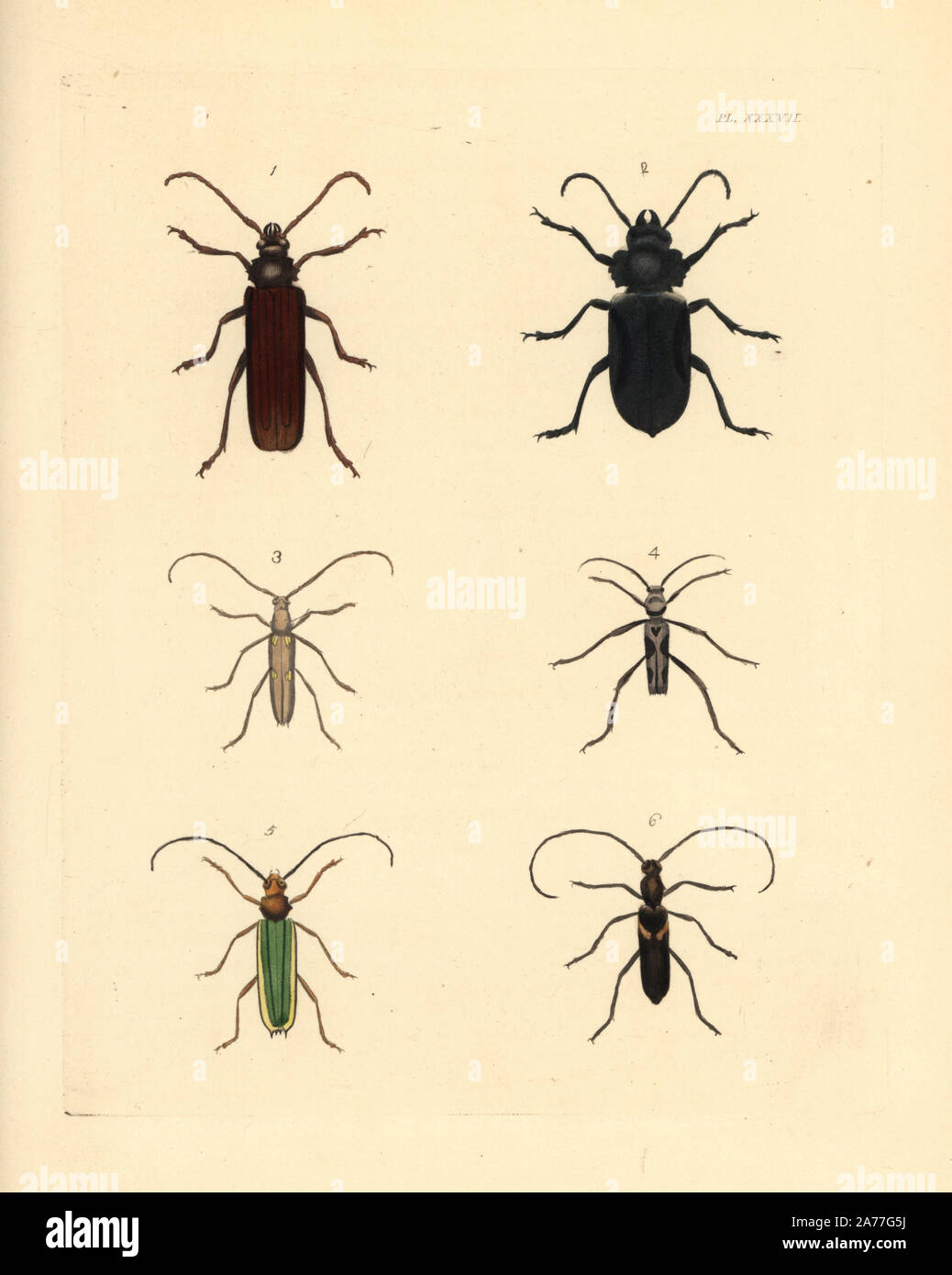 Broad necked root borer beetle hi-res stock photography and images - Alamy