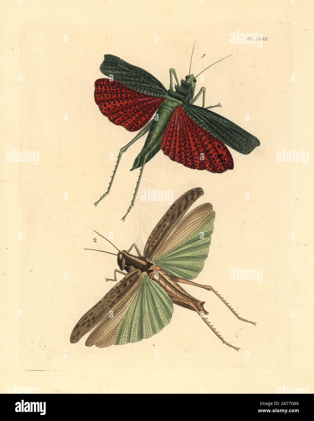 African locust, Phymateus cinctus 1, and brown spotted locust ...
