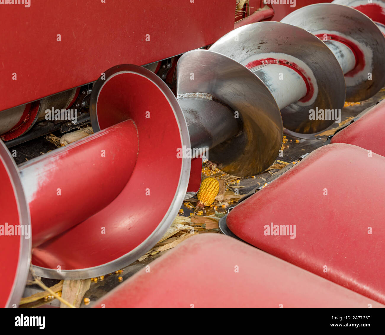 Ear of corn in combine harvester head during fall grain harvest Stock ...