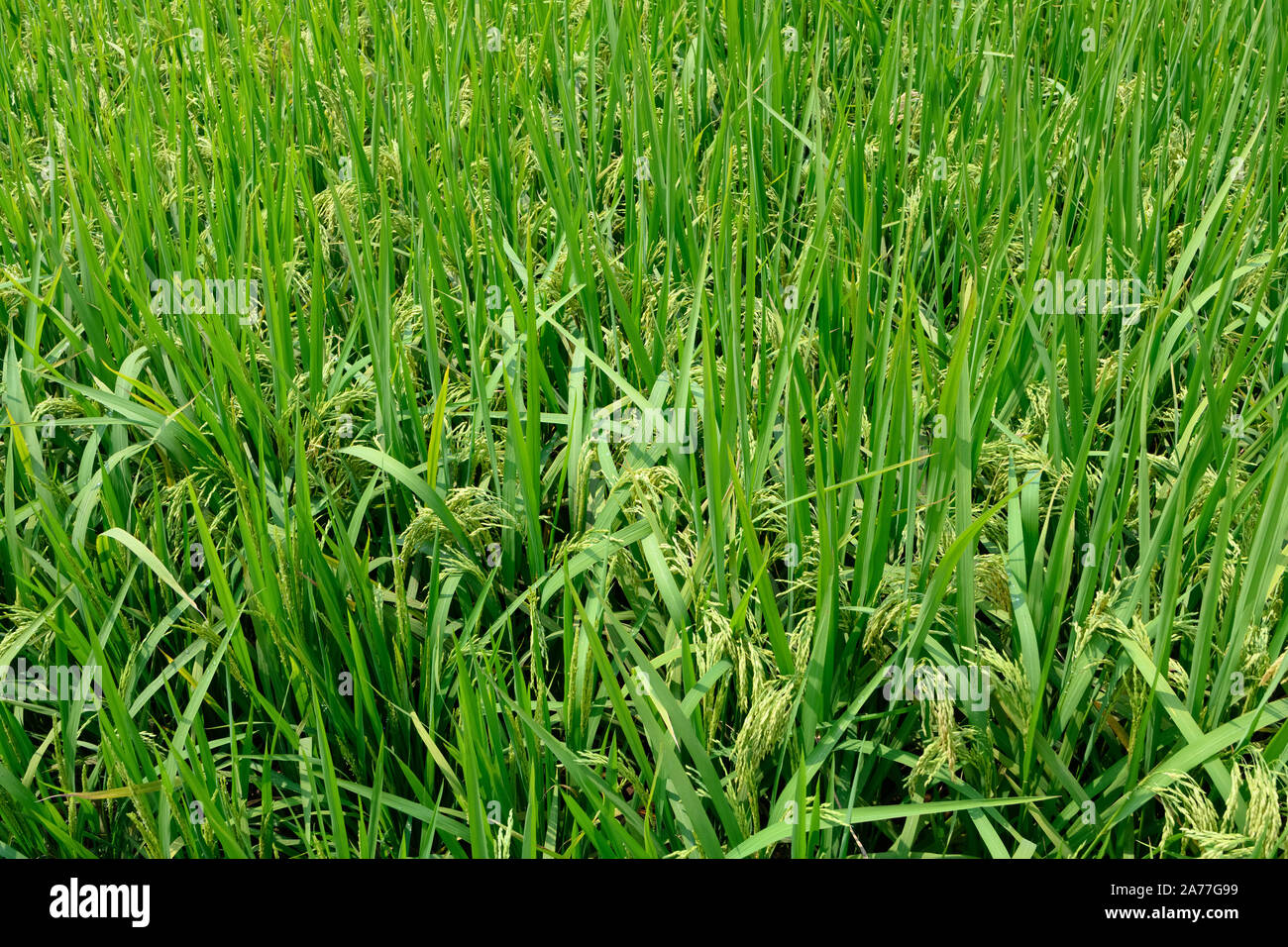 fresh green paddy on the field horizontal composition Stock Photo - Alamy