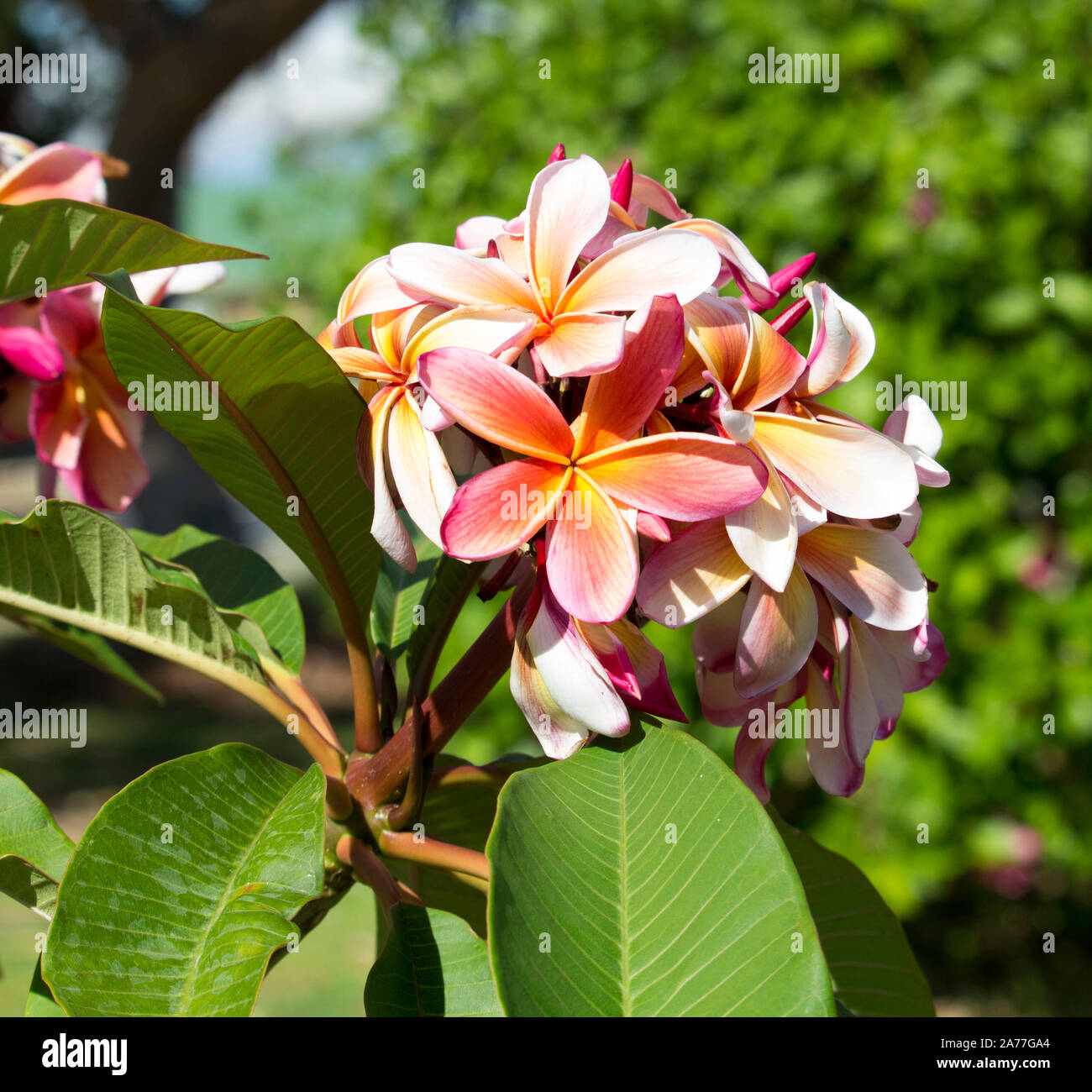 Dainty fragrant pure yellow ,white and pink scented blooms with yellow ...