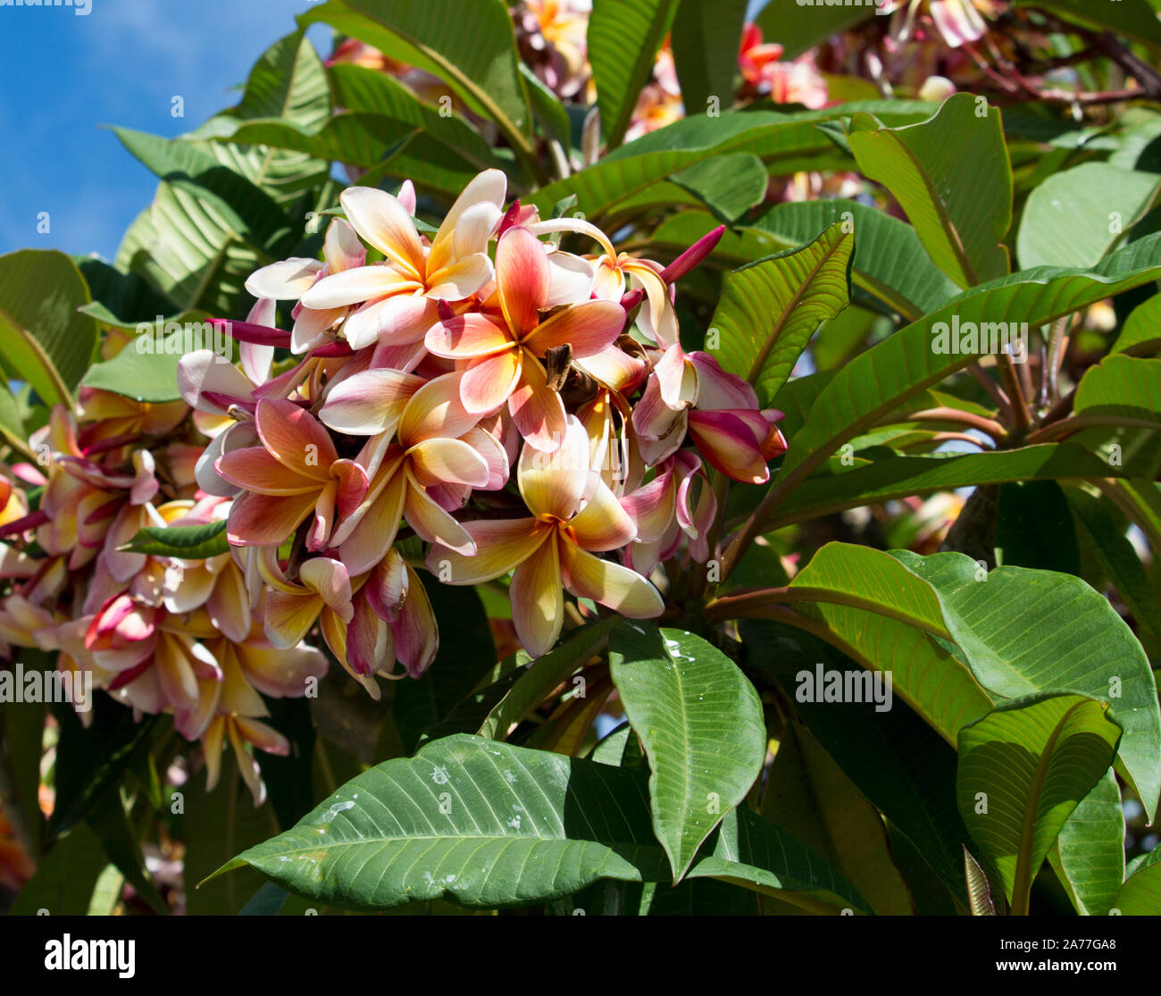 Dainty fragrant pure yellow ,white and pink scented blooms with yellow ...