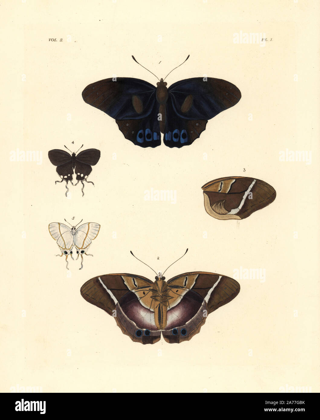 Common brown morpho, Antirrhea philoctetes (Haetera philoctetes) 1,2 ...