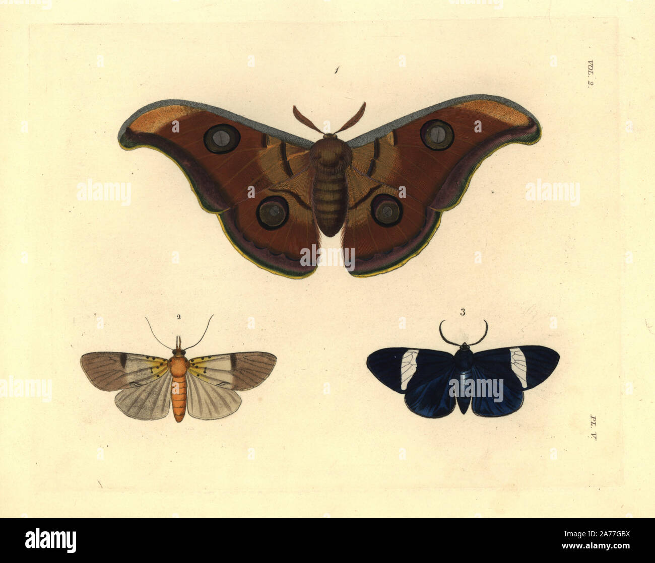 Tasar silkmoth, Antheraea mylitta (Saturnia mylitta) 1, specious tiger ...