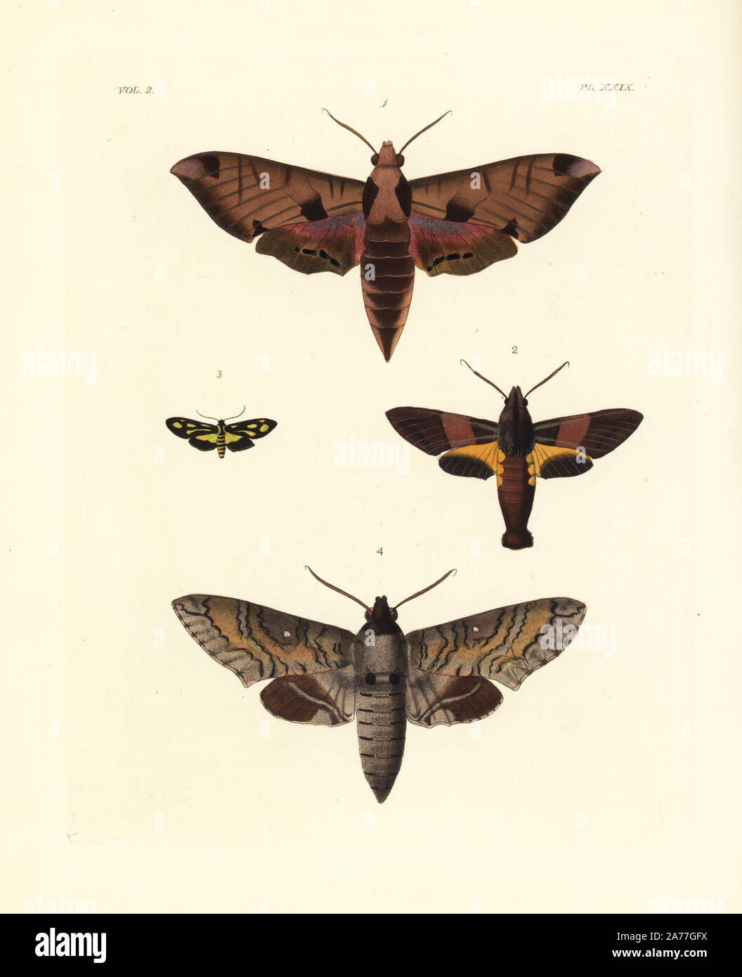 Achemon sphinx moth hi-res stock photography and images - Alamy