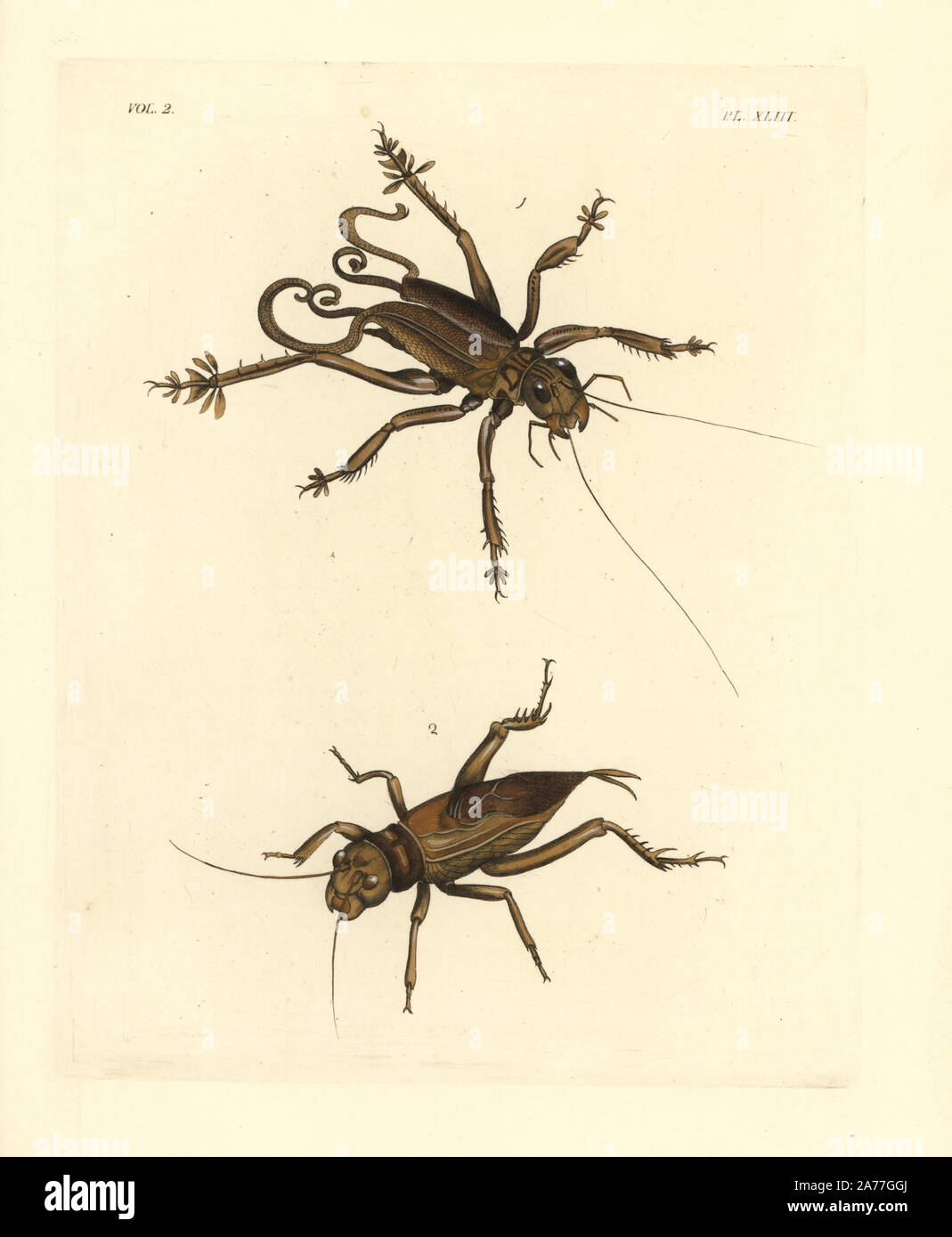 Brachytrupes membranaceus hi-res stock photography and images - Alamy