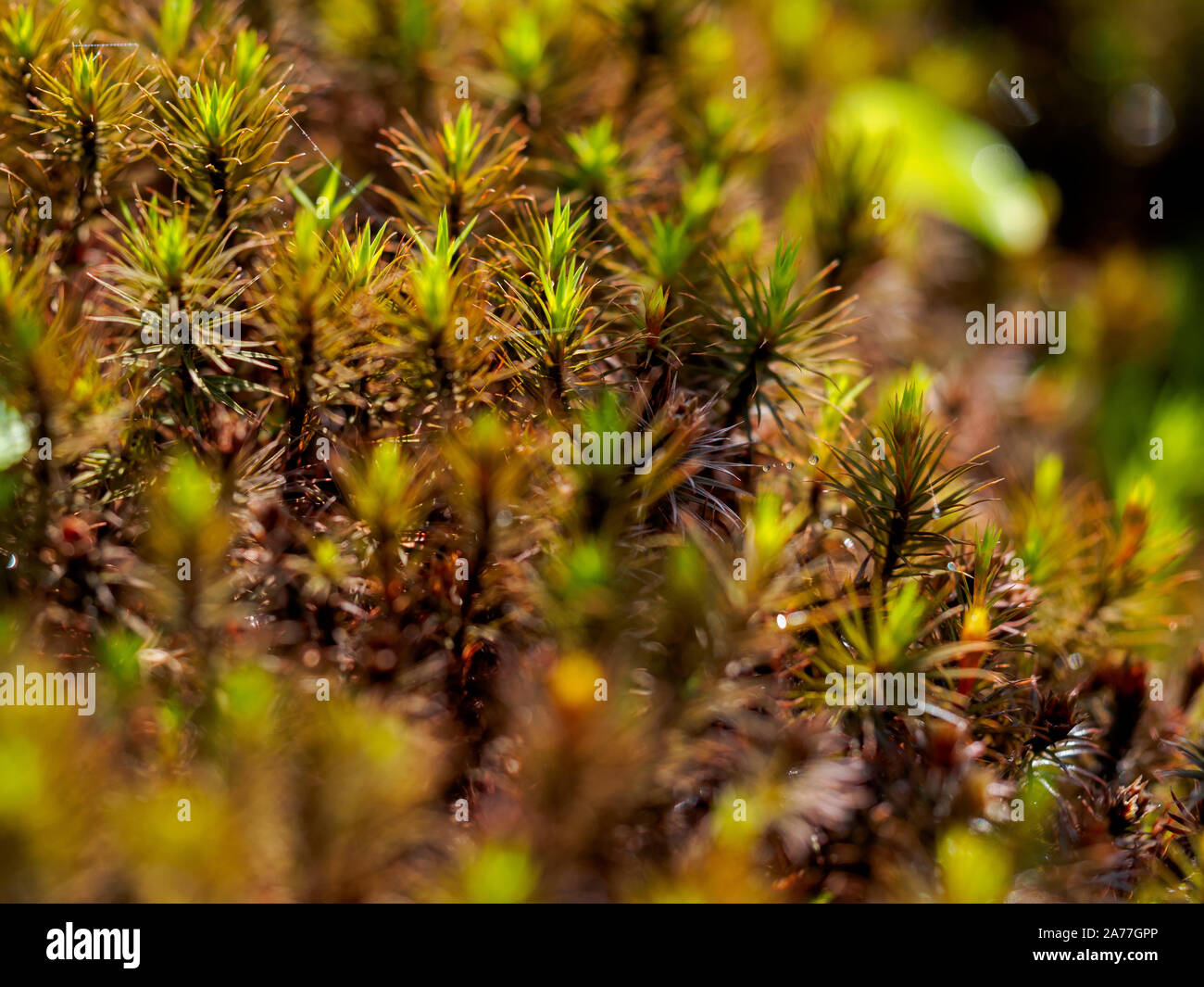 Bed of fresh moss Stock Photo - Alamy