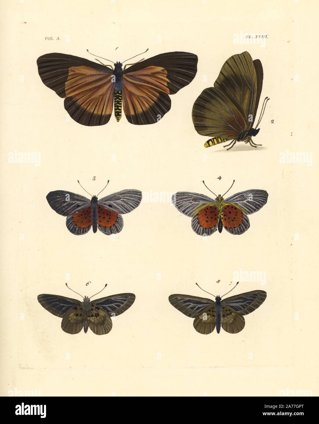 Acraea umbra hi-res stock photography and images - Alamy