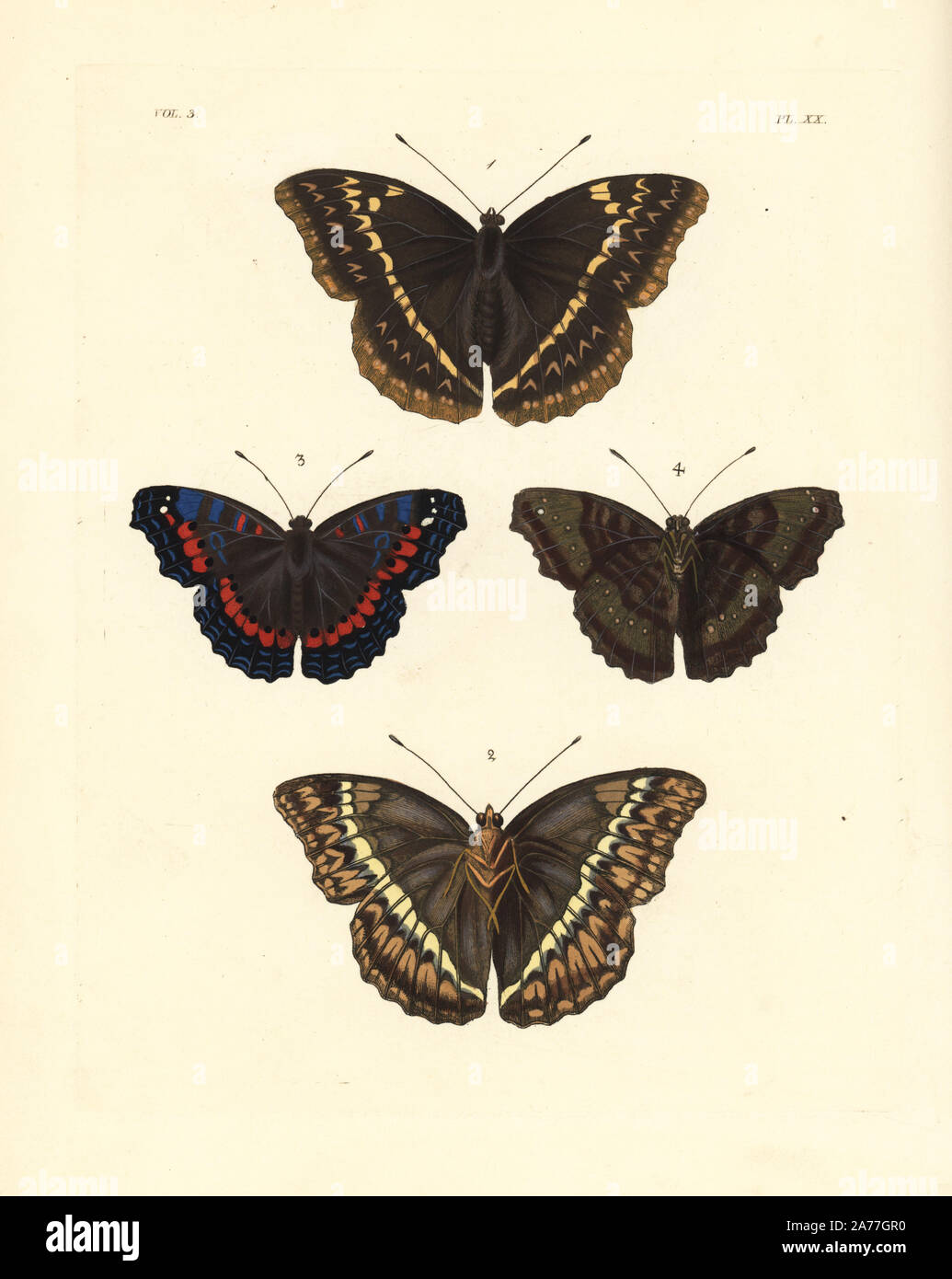 Western glider, Cymothoe althea, Nymphalis althea, under side 1, upper ...