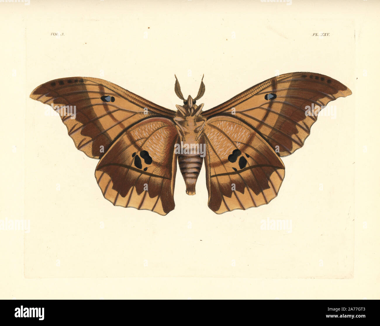 Lobobunaea phaedusa moth, under side. Handcoloured lithograph from John ...