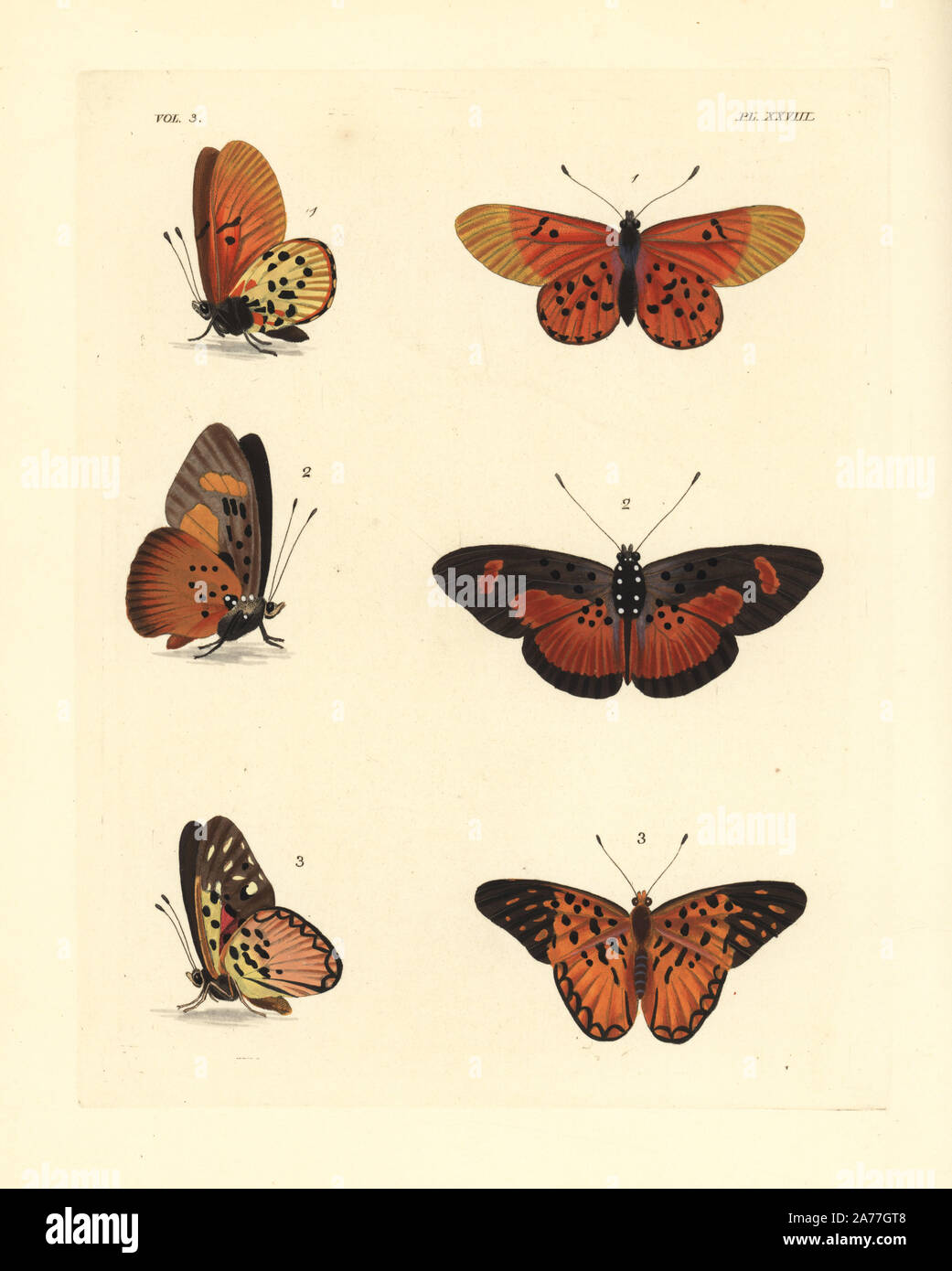 Acraea gea hi-res stock photography and images - Alamy