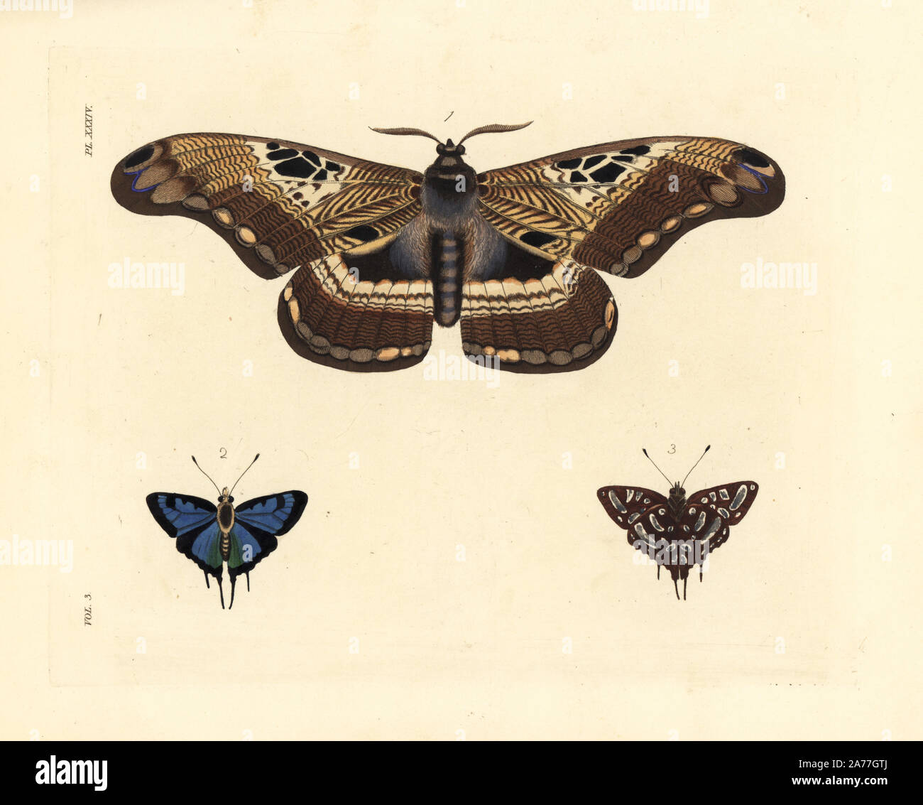 Dactyloceras lucina moth 1, and common silverspot butterfly, Aphnaeus ...