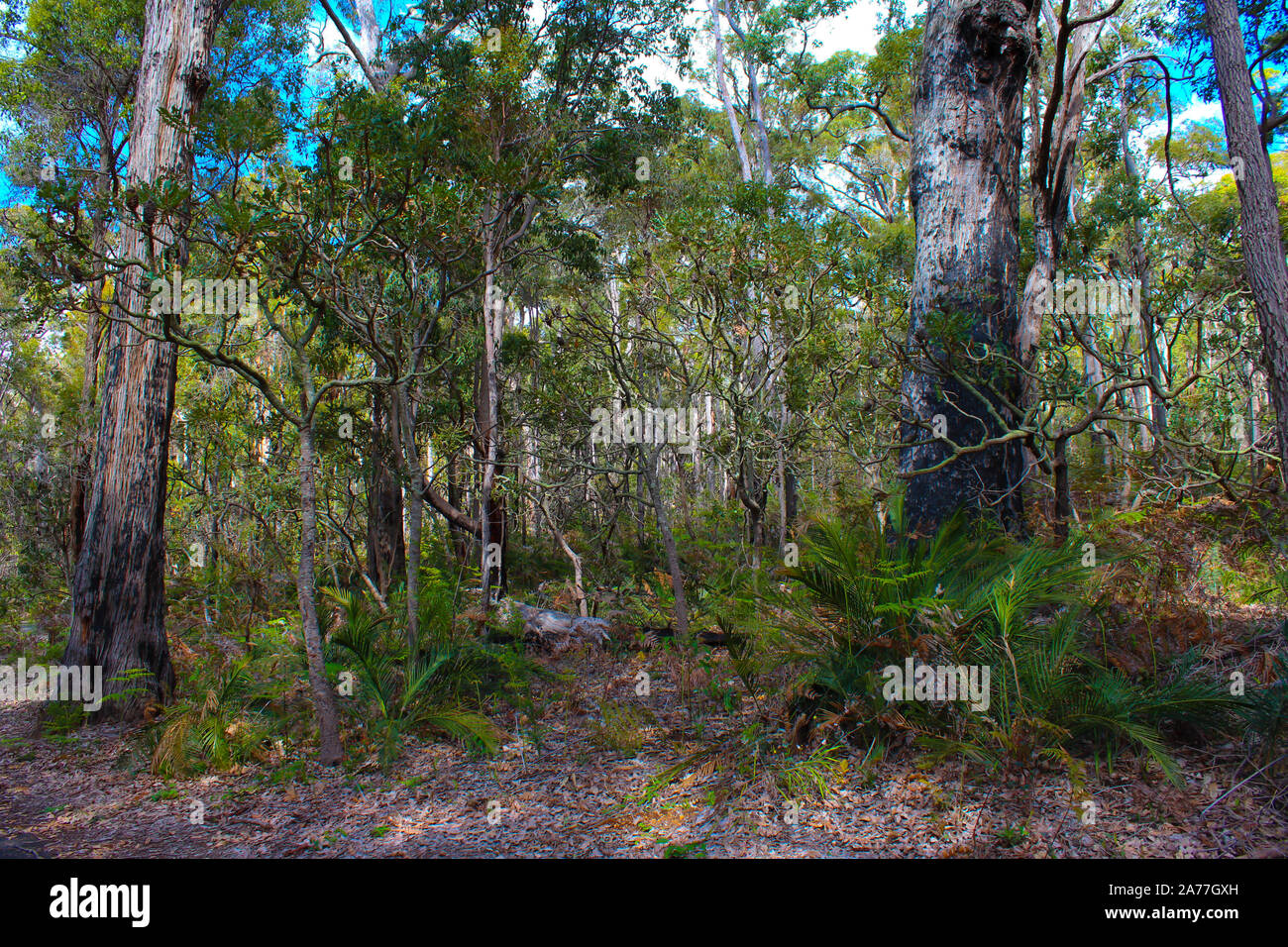 Jarrah forest hi-res stock photography and images - Alamy