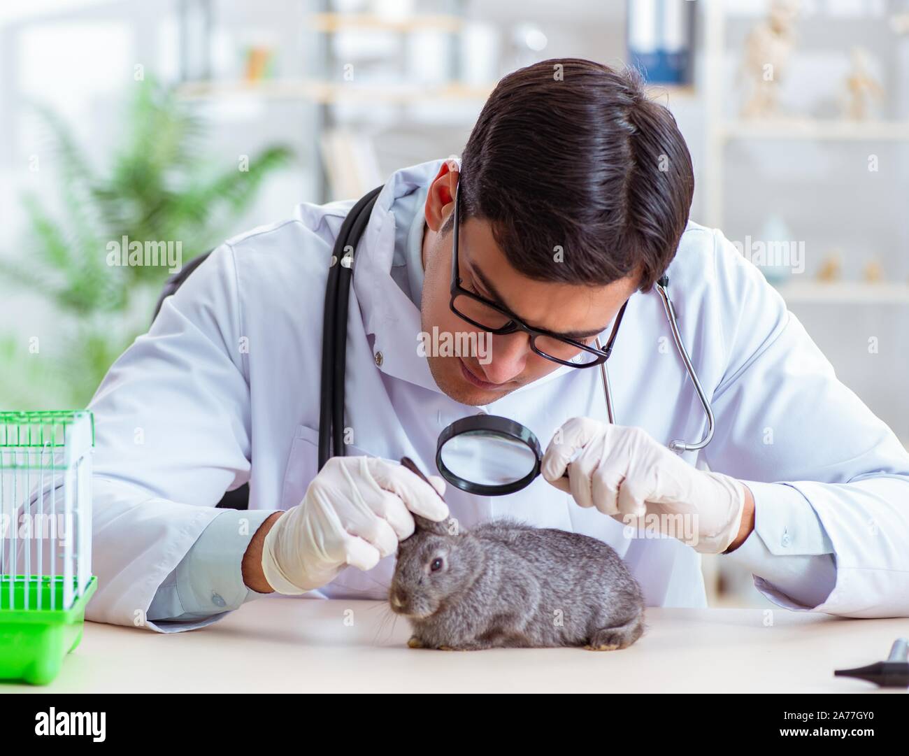 The vet doctor checking up rabbit in his clinic Stock Photo - Alamy