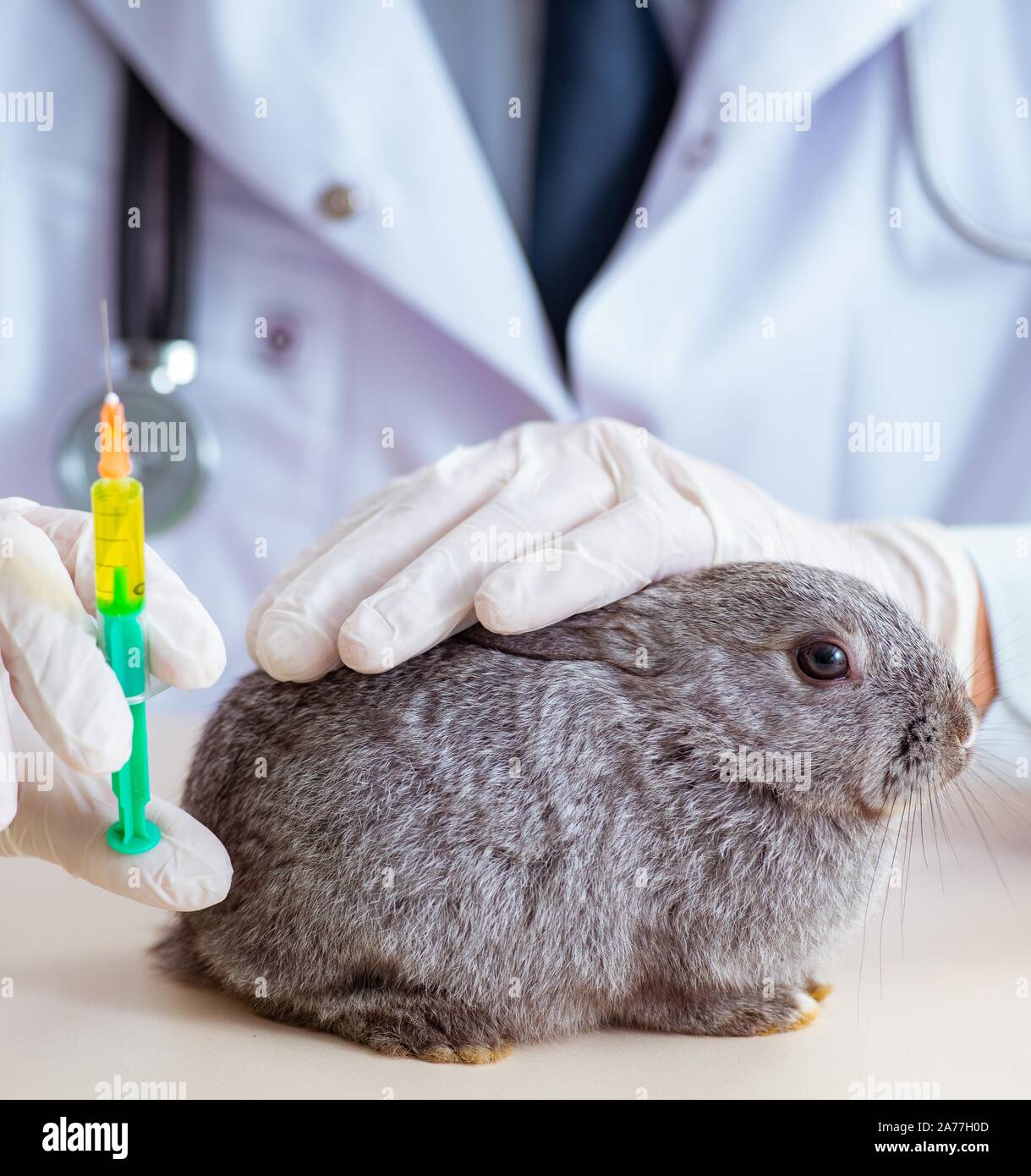 The vet doctor checking up rabbit in his clinic Stock Photo - Alamy