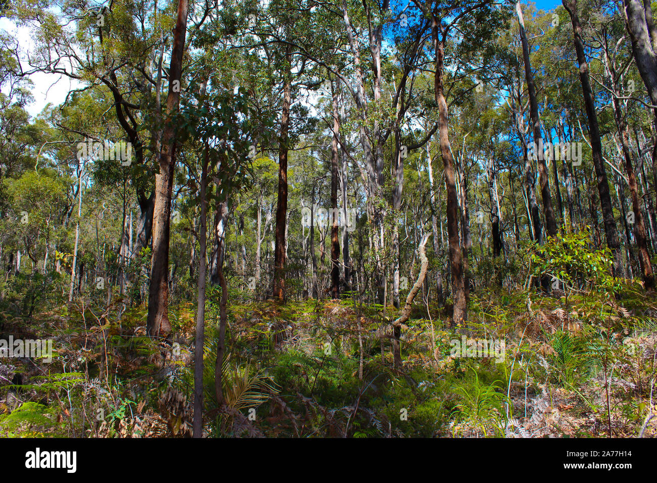Jarrah forest hi-res stock photography and images - Alamy