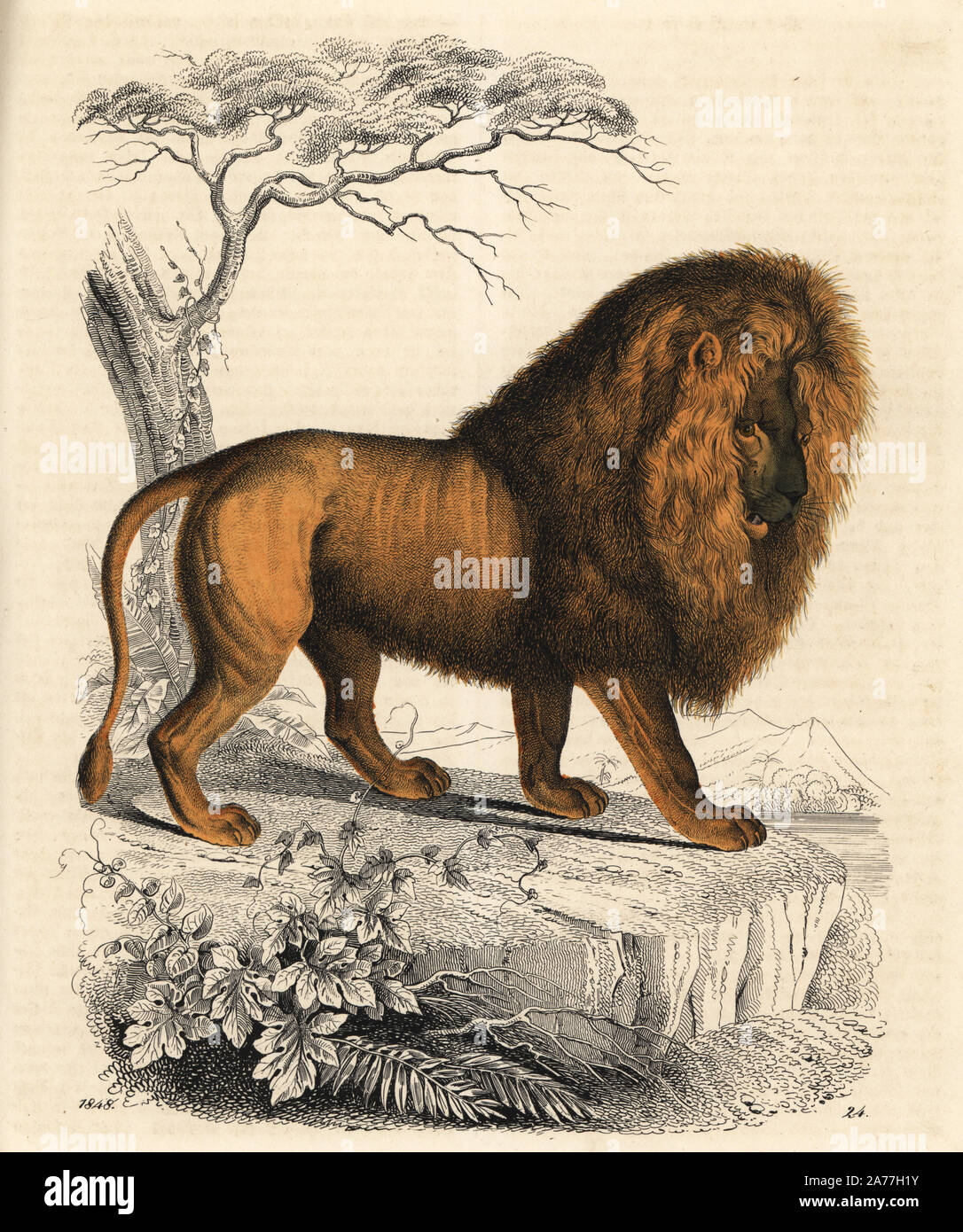 Lion, Panthera leo, male. Handcoloured lithograph from Carl Hoffmann's ...