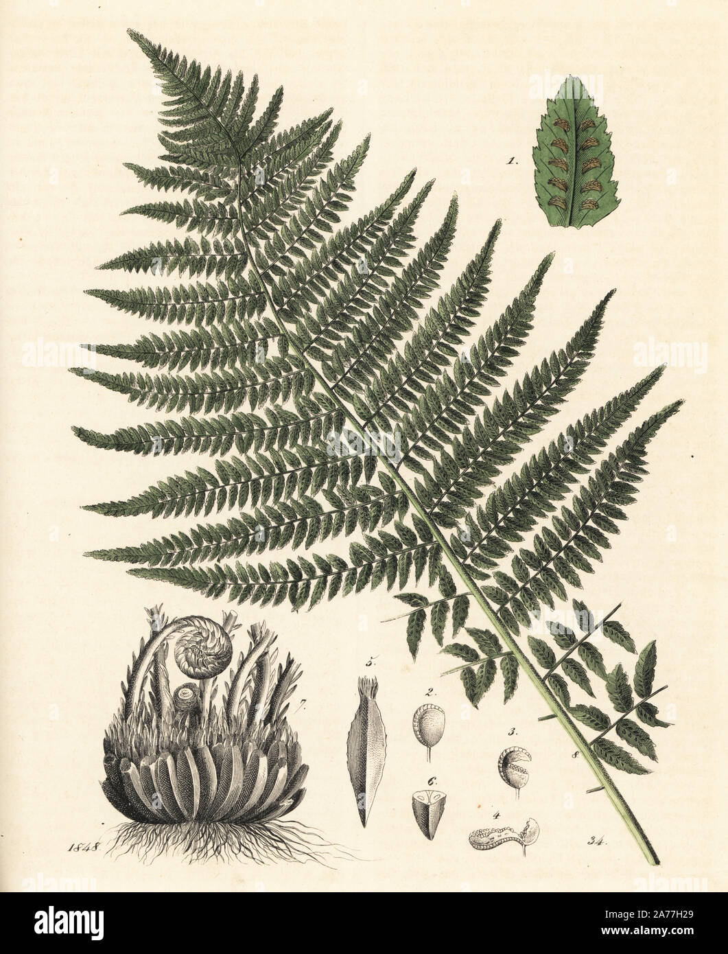 Lady fern illustration hi-res stock photography and images - Alamy