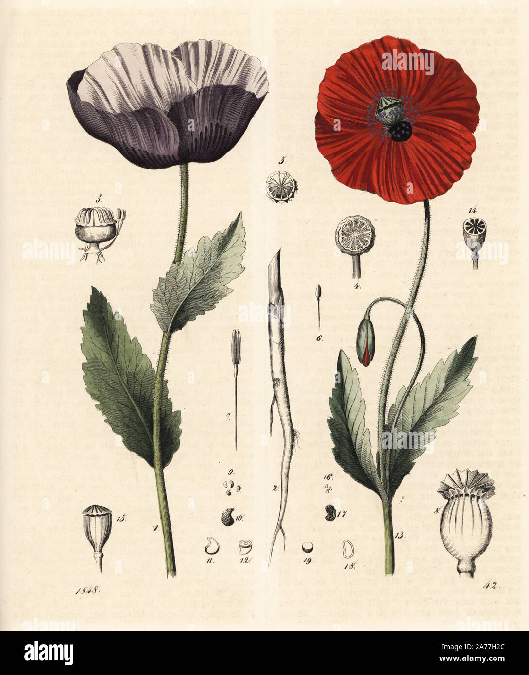 Corn Poppy Drawing