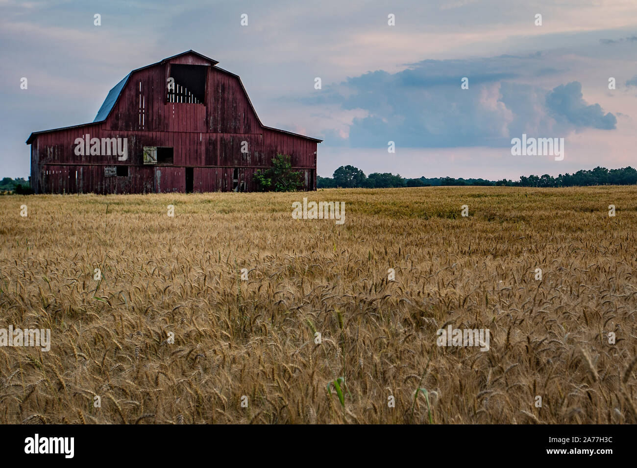 Red Barn near wheat field in Tennessee Stock Photo - Alamy