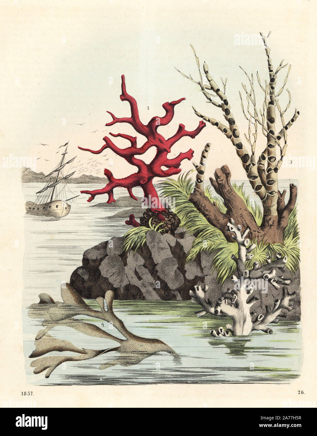 Ivory Bush Coral