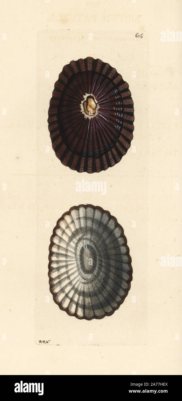 Blue-rayed limpet, Patella pellucida (Brown patella, Patella fusca ...