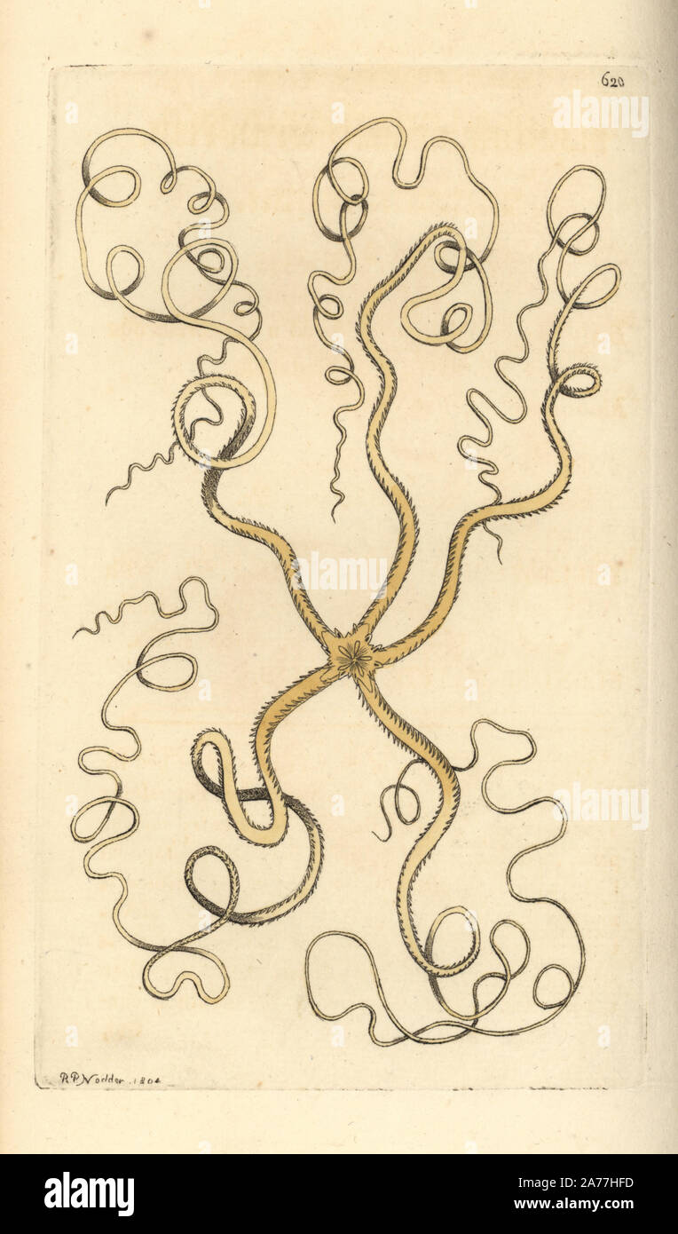 Slender-limbed star fish, Asteroschema oligactes (Asterias oligactes ...