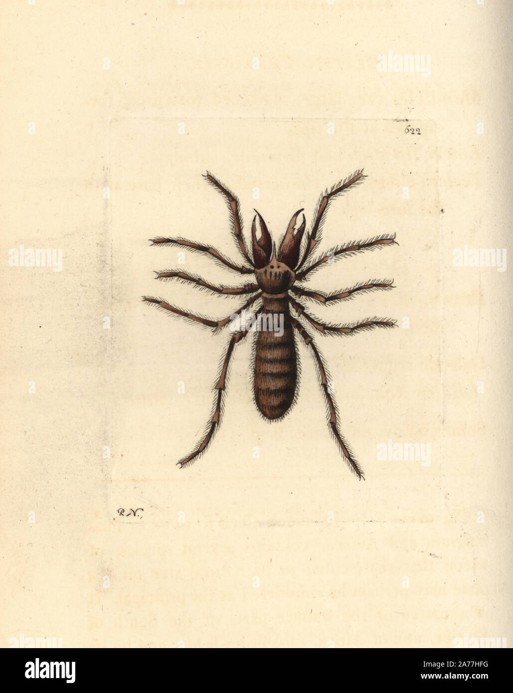 Sun spider, Galeodes araneoides (Poisonous solpuga, Solpuga venenosa ...