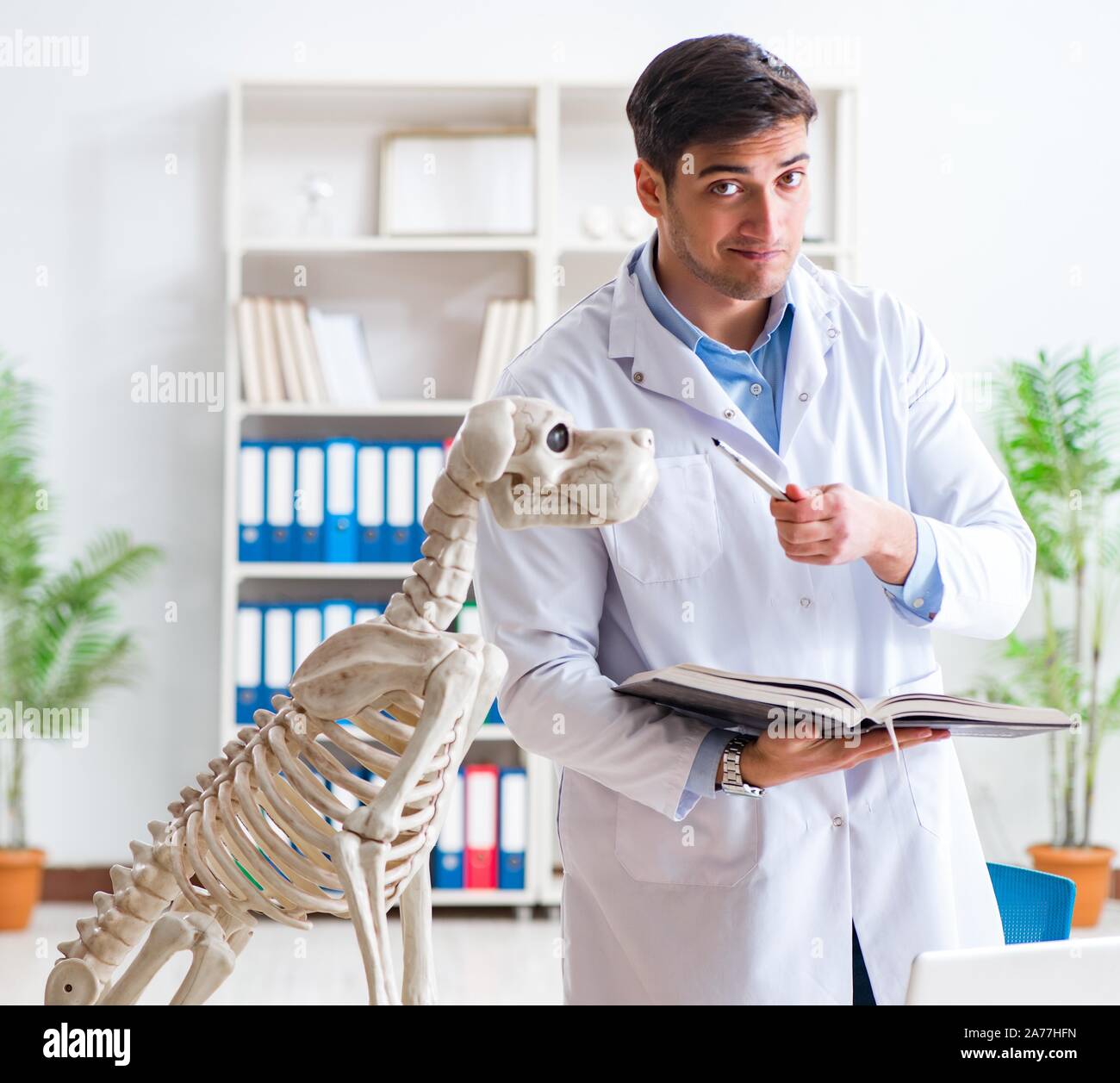 The doctor vet practicing on dog skeleton Stock Photo - Alamy