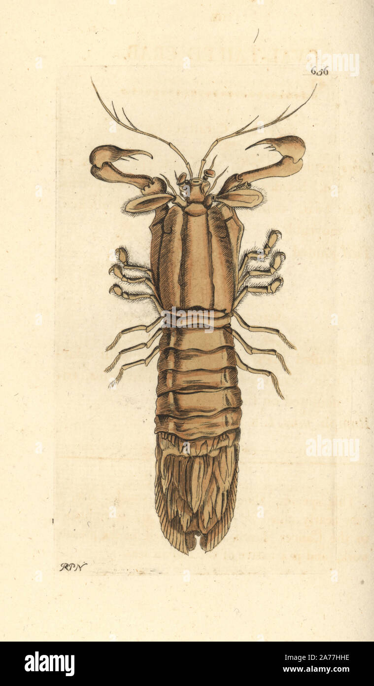 Slipper lobster, Scyllarus arctus (Oval-tailed crab, Cancer scyllarus ...