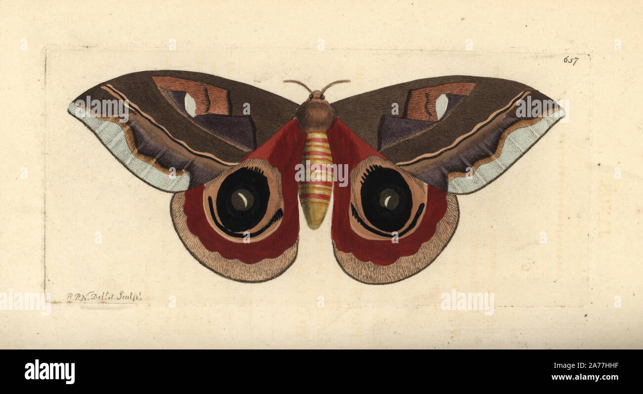 Automeris janus moth (Janus moth, Phalaena janus). Illustration drawn ...