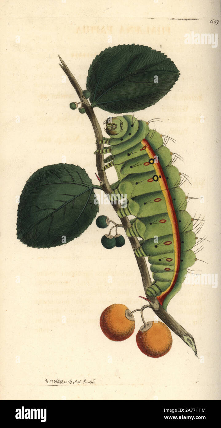 Caterpillar of india hi-res stock photography and images - Alamy