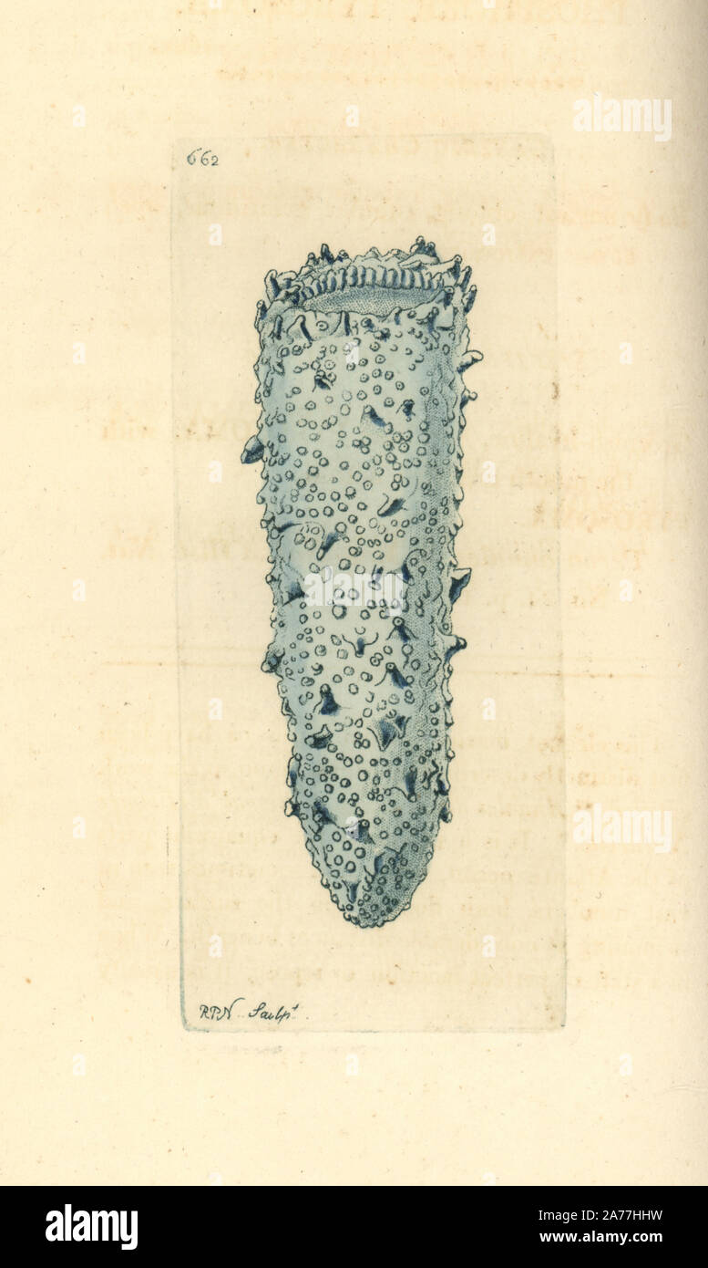 Pyrosoma phosphorescens hi-res stock photography and images - Alamy