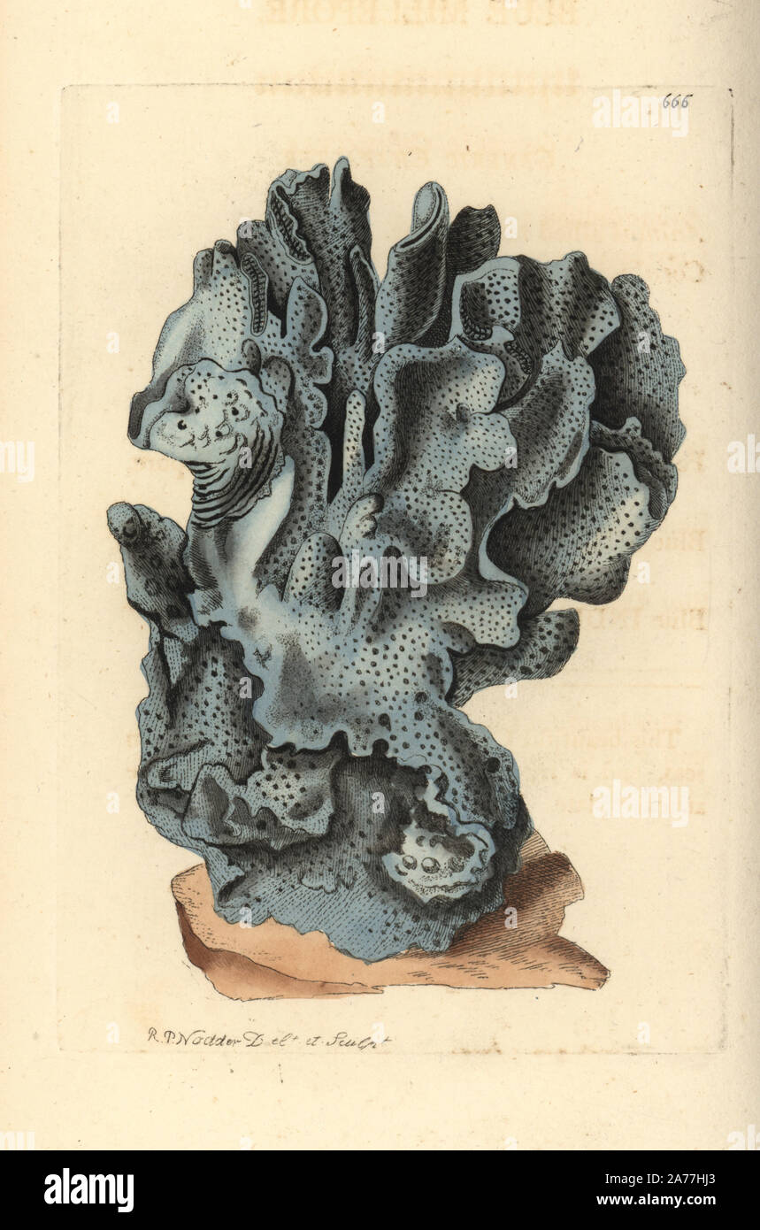 Blue coral, Heliopora coerulea. Vulnerable. (Blue millepore, Millepora ...