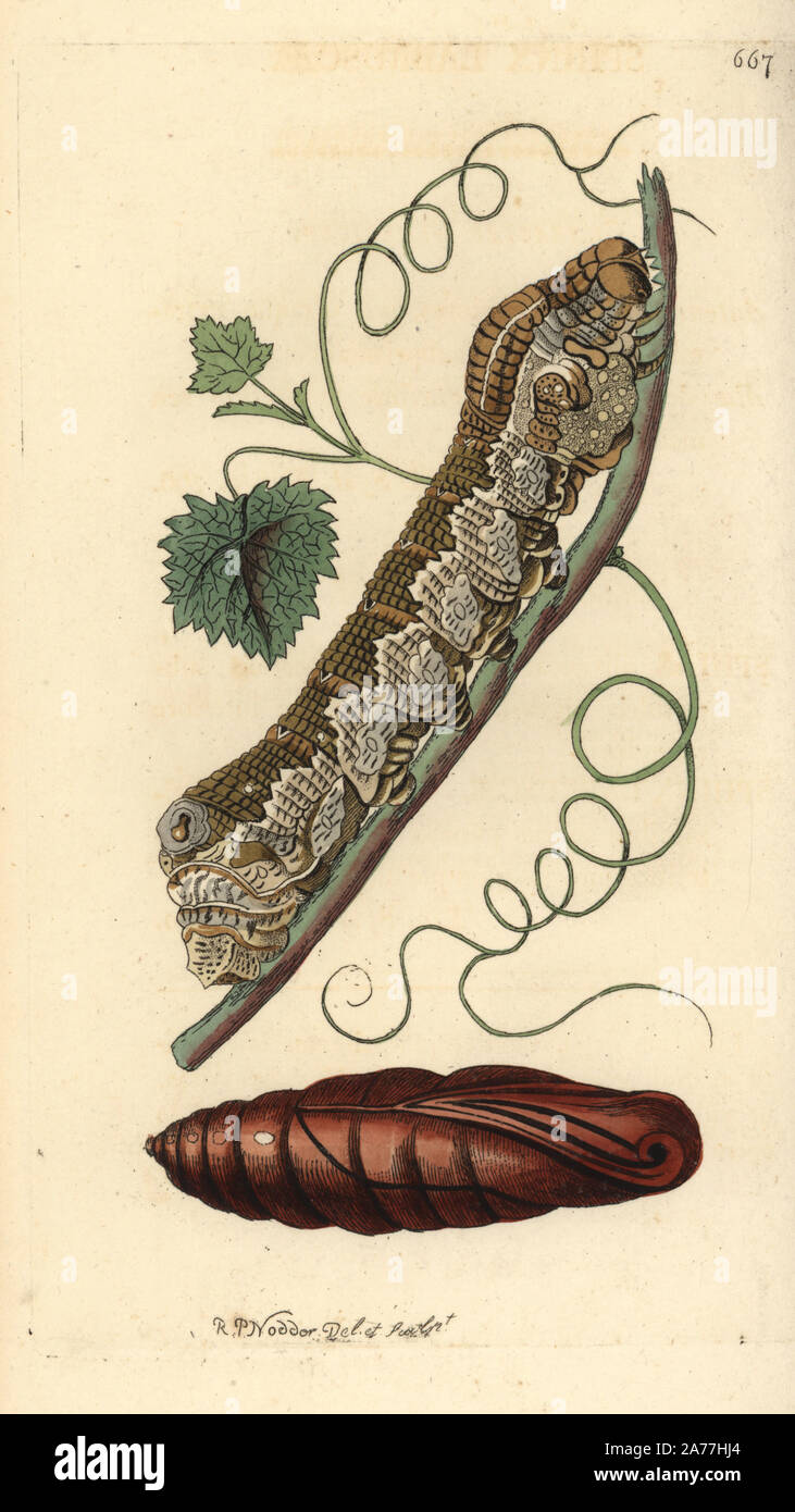 Gaudy sphinx moth, Eumorpha labruscae (Wild-vine sphinx, Sphinx ...