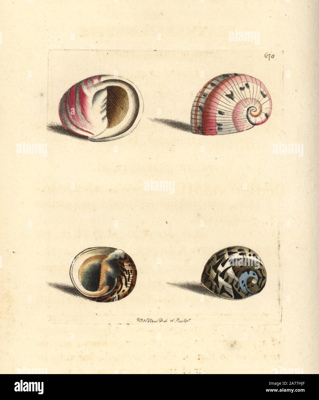 Feathered nerite hi-res stock photography and images - Alamy