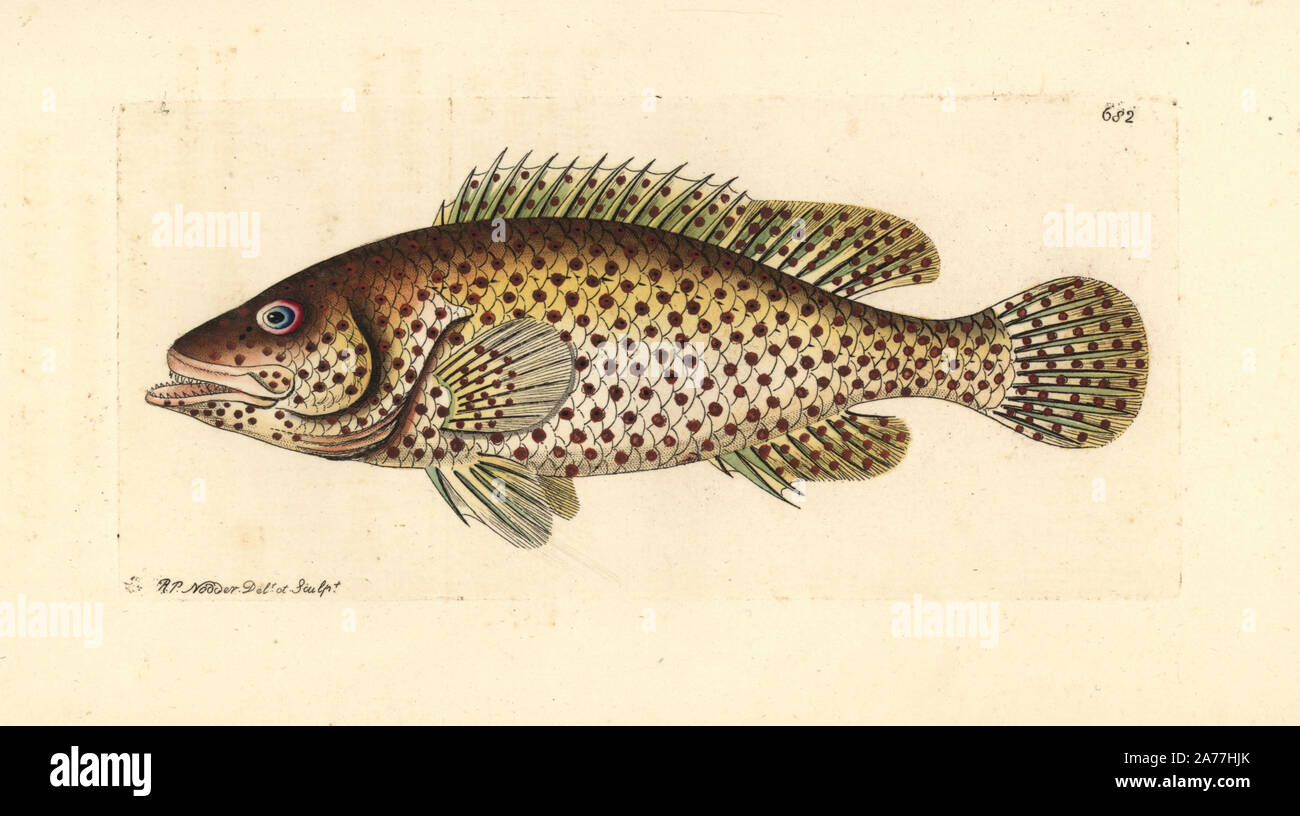 European perch, Perca fluviatilis (Red-spotted perch, Perca maculata ...