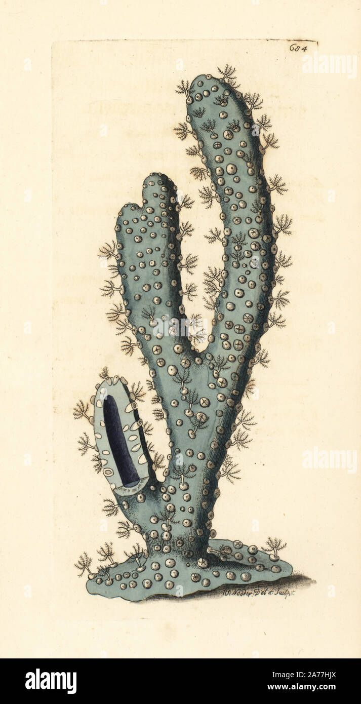 Blue gorgonia coral species (Thick-armed gorgonia, Gorgonia briareus ...