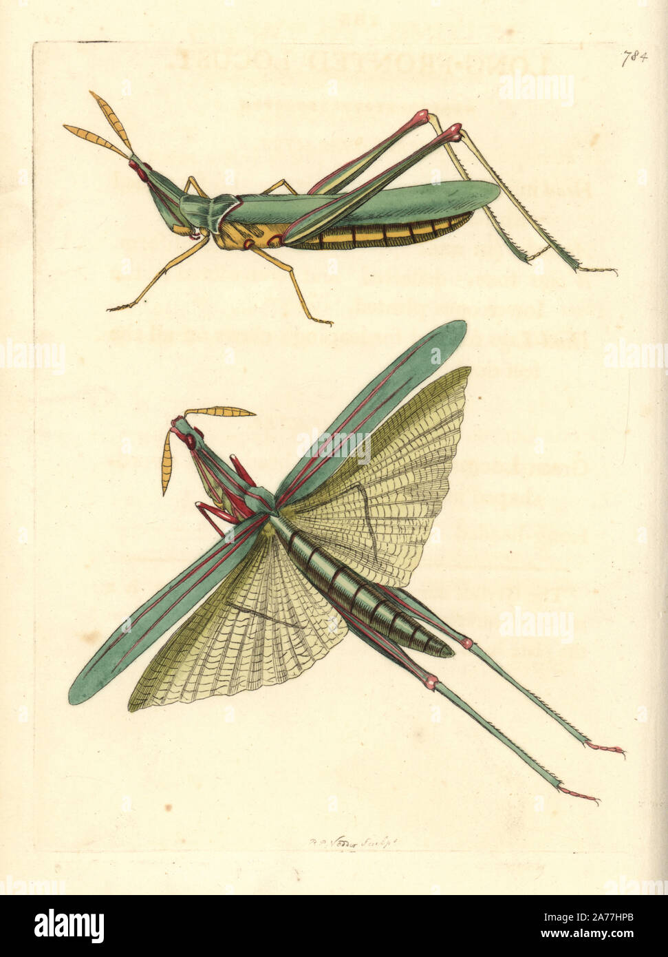Long-headed African locust, Acrida nasuta (Long-fronted locust, Gryllus ...