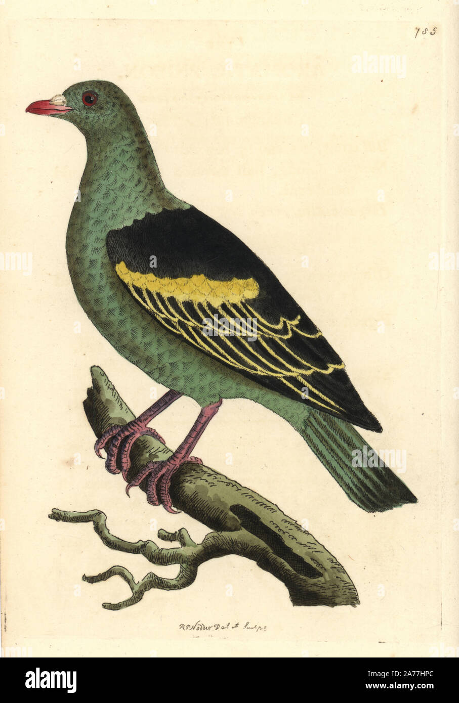 Columba pompadora hi-res stock photography and images - Alamy