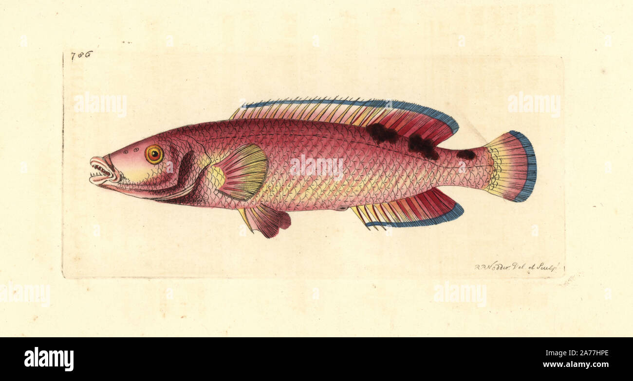 Cuckoo wrasse, Labrus mixtus (Trimaculated labrus, Labrus trimaculatus ...