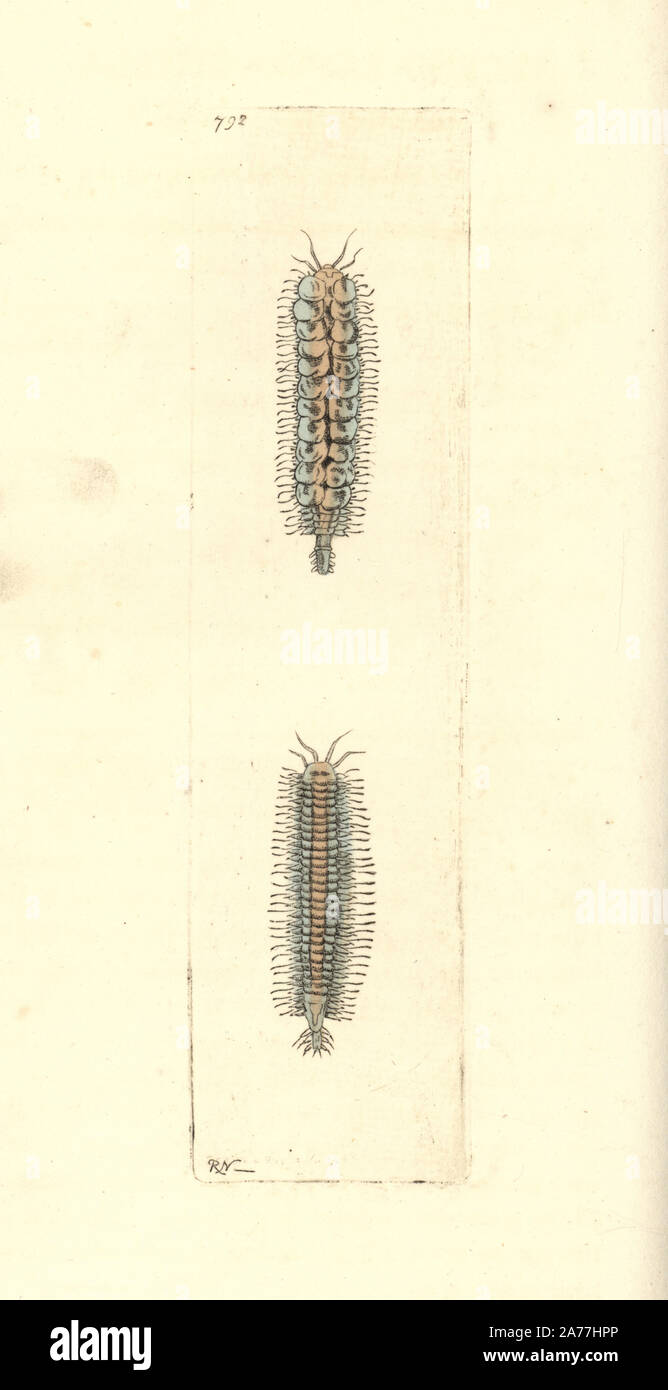 Polychaete worm hi-res stock photography and images - Alamy
