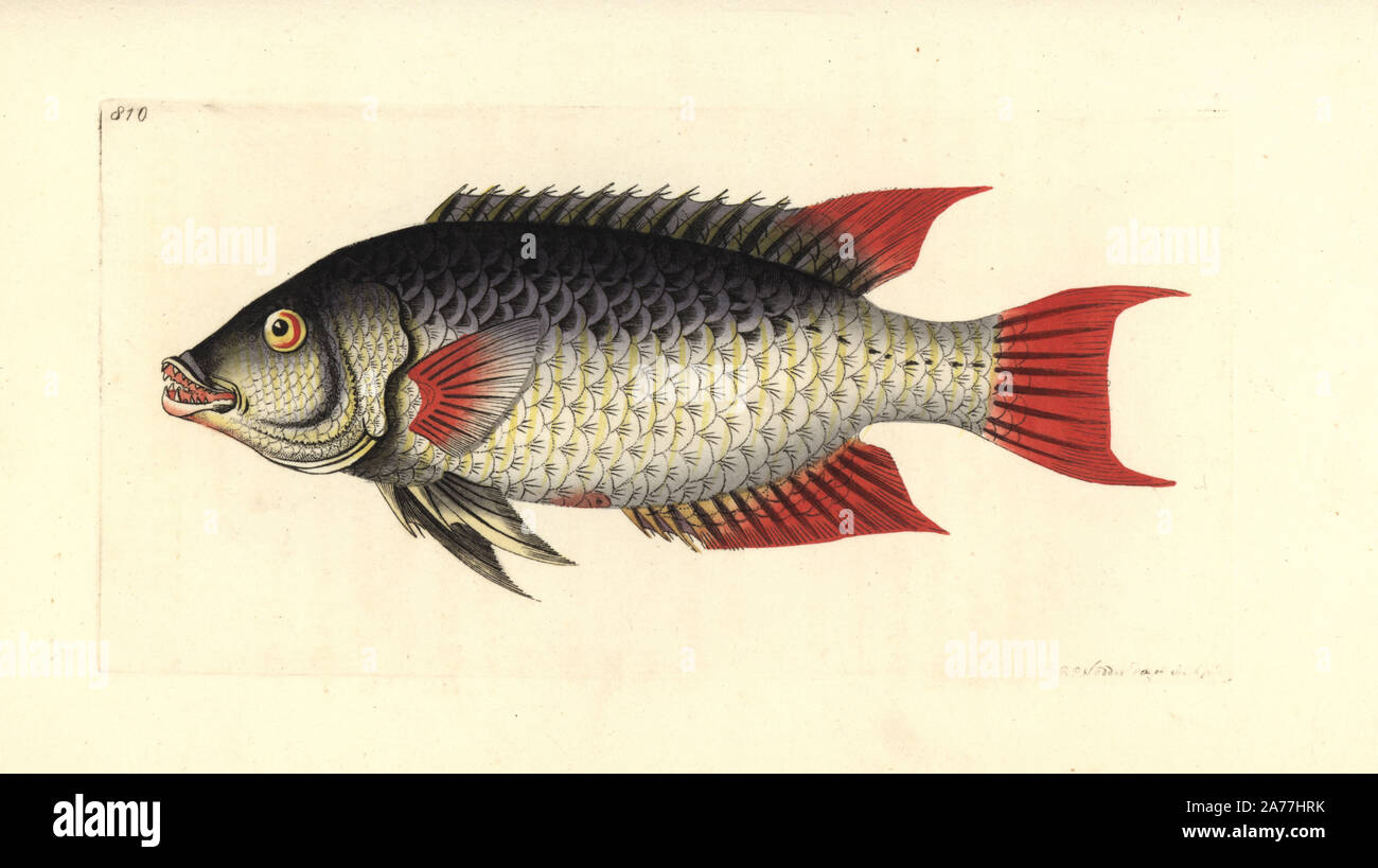 Spanish hogfish hi-res stock photography and images - Alamy