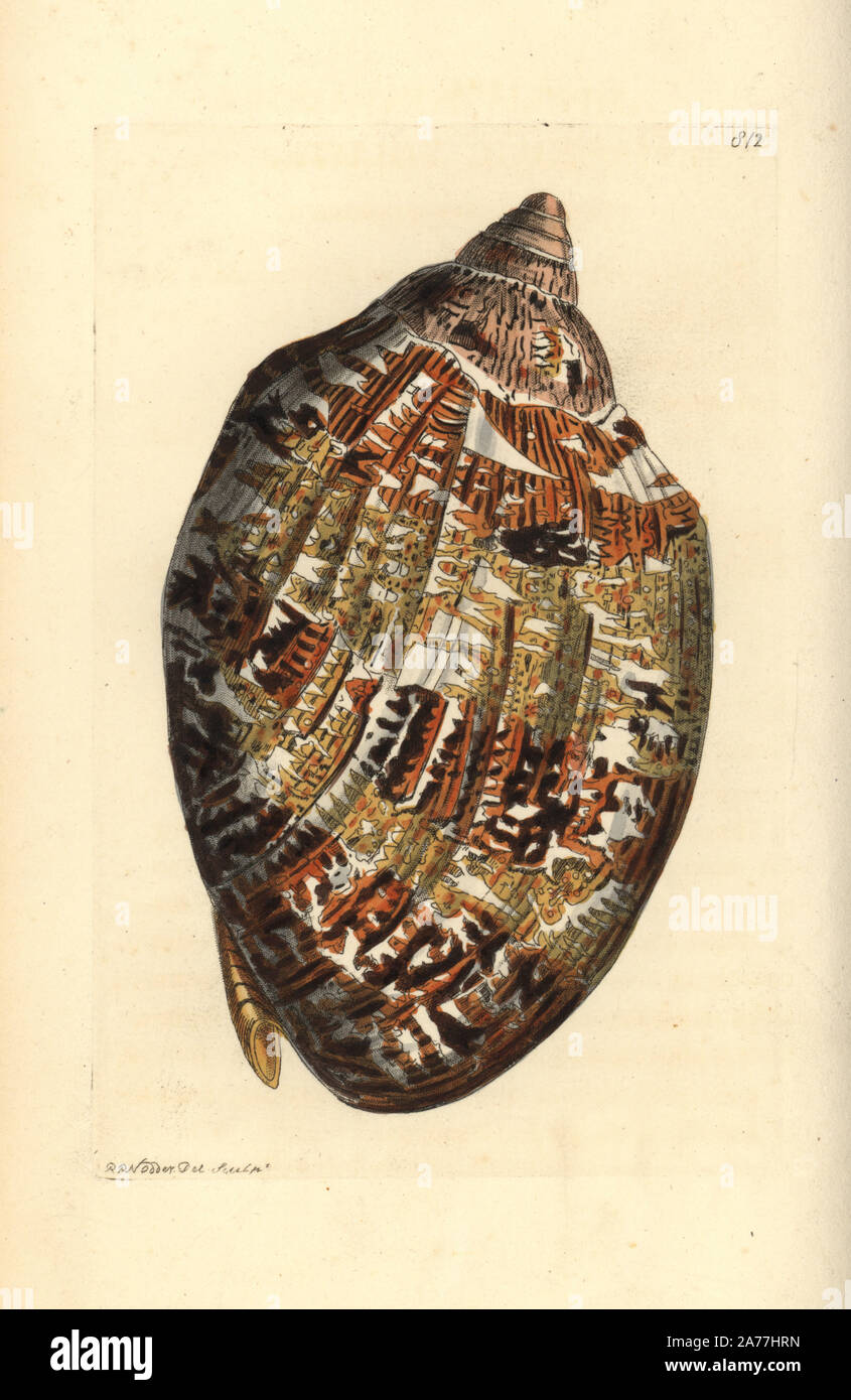 Voluta magnifica hi-res stock photography and images - Alamy