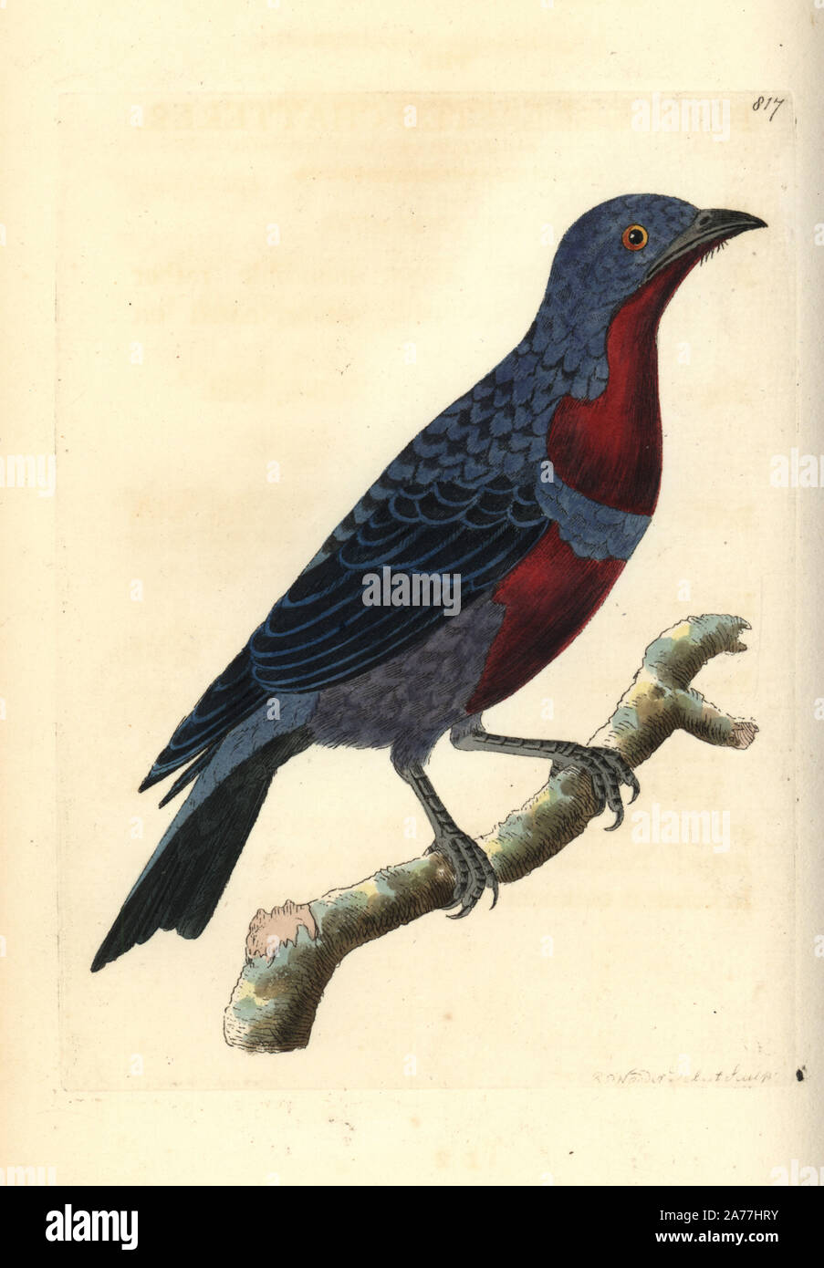 Purple breasted cotinga hi-res stock photography and images - Alamy