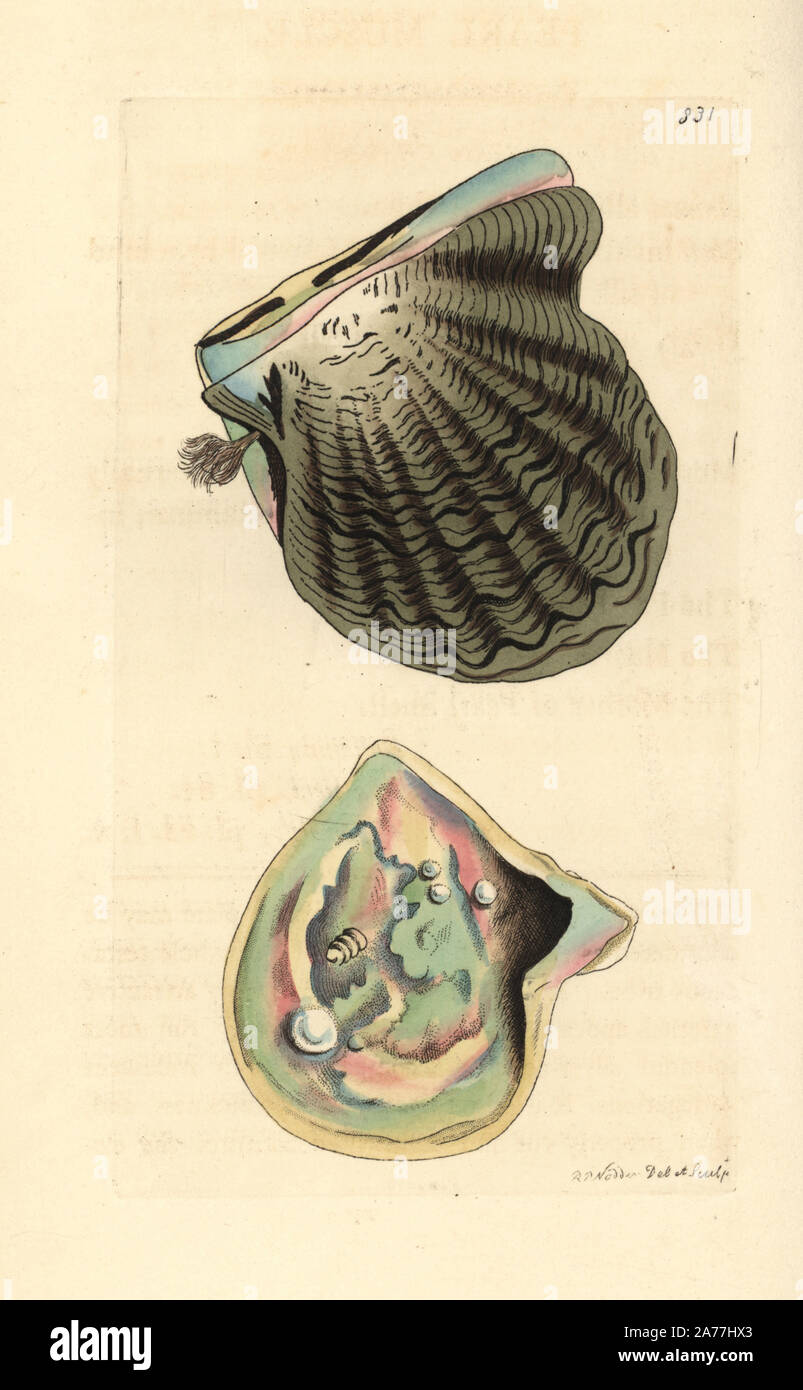 Mytilus margaritifer hi-res stock photography and images - Alamy