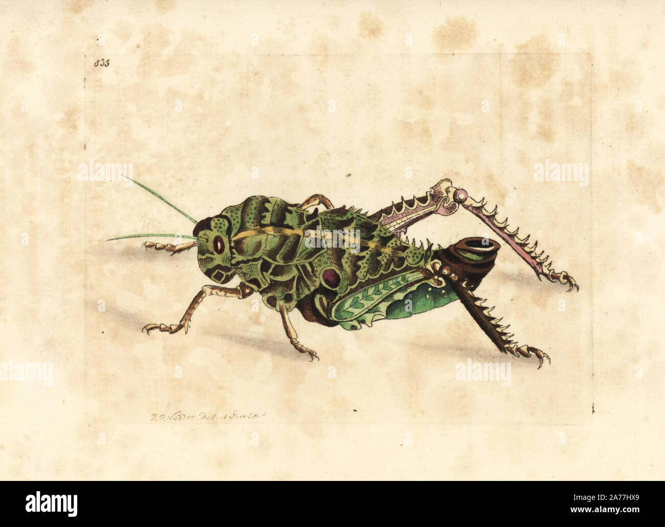 Corn cricket, Hetrodes pupus (Pupal locust, Gryllus pupus ...