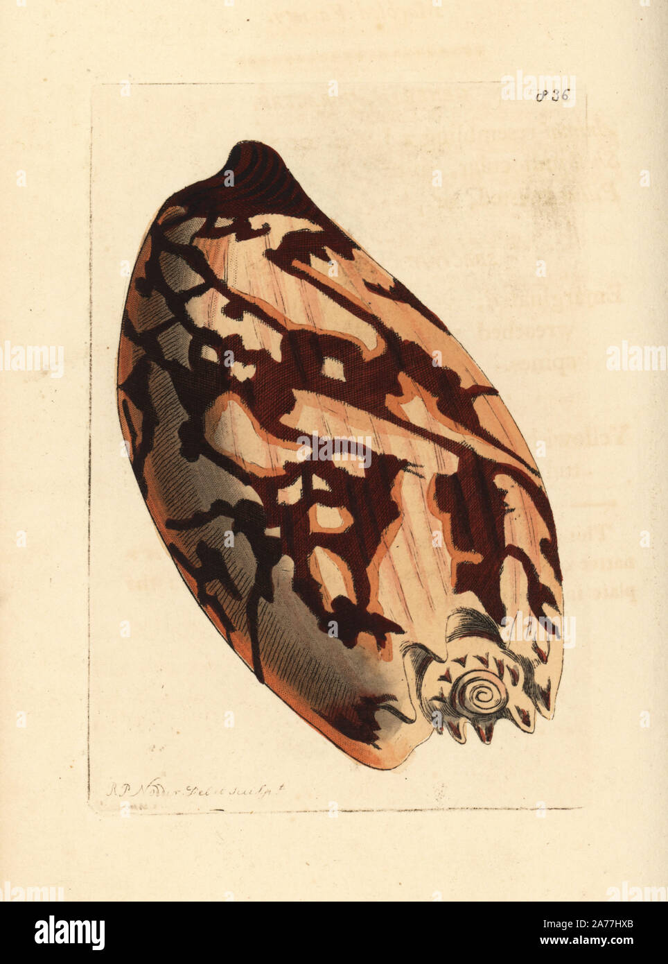 Crowned baler shell hi-res stock photography and images - Alamy