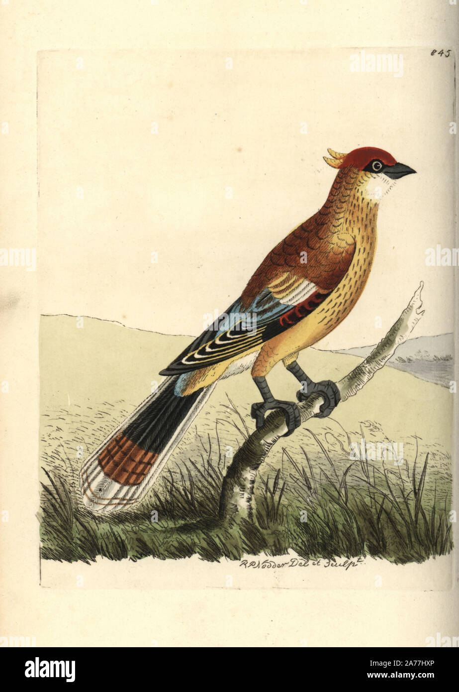 Variegated cuckow hi-res stock photography and images - Alamy