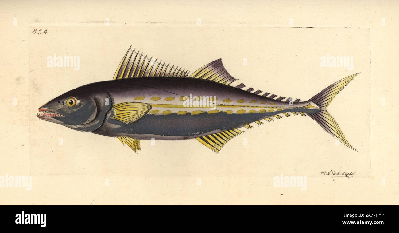 Scomberomorus regalis hi-res stock photography and images - Alamy